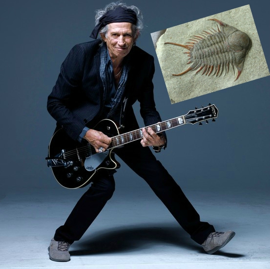 SLAVNE ŽIVOTINJSKE VRSTE: Muha Bijonse, puž Mik Džeger, lišaj Barak Obama